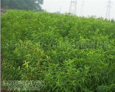 洛阳苗圃品种 洛阳苗圃网 洛阳洛林苗圃基地供应 中科商务网